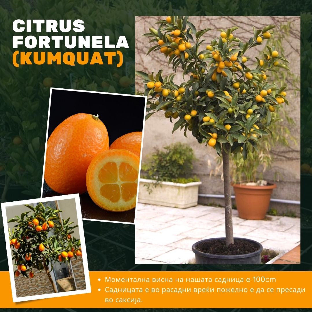 Кумкват 100cm – Citrus Fortunela, Kumquat, Kumkvat, Kumkat – ZelenaOaza.net