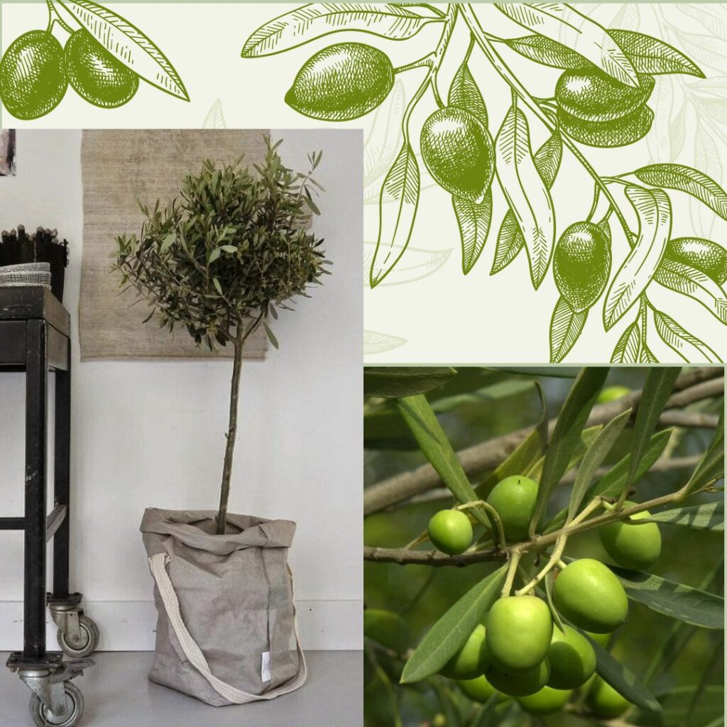 Маслинка Olea Europaea – Korneiki 120cm (Maslina, maslinka ...