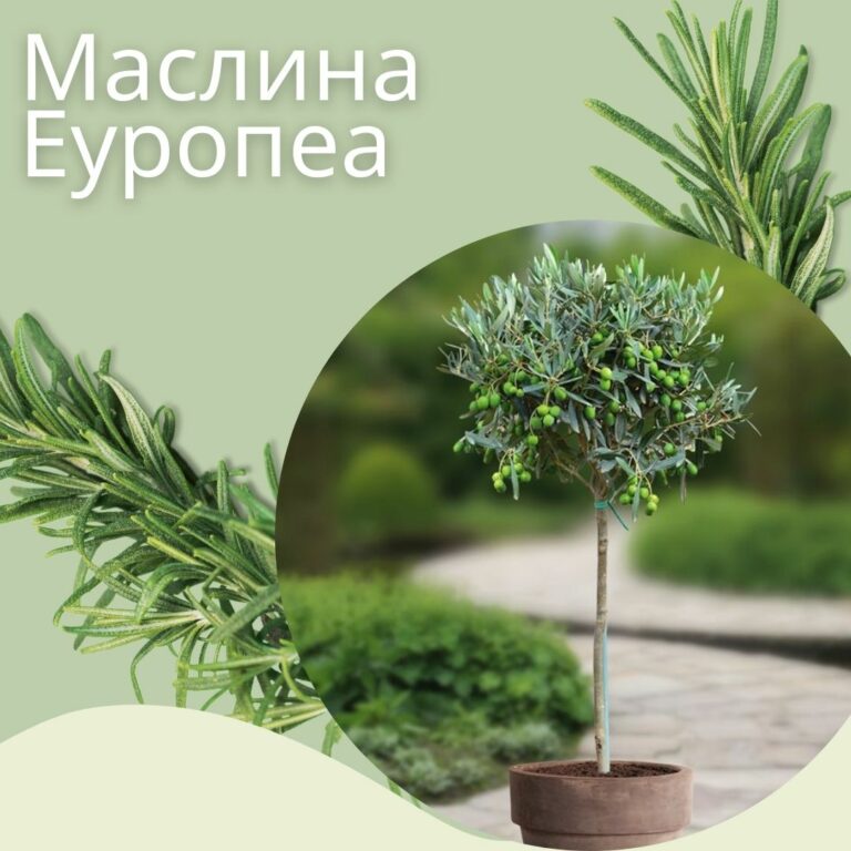 Маслинка Olea Europaea – Korneiki 120cm (Maslina, maslinka ...