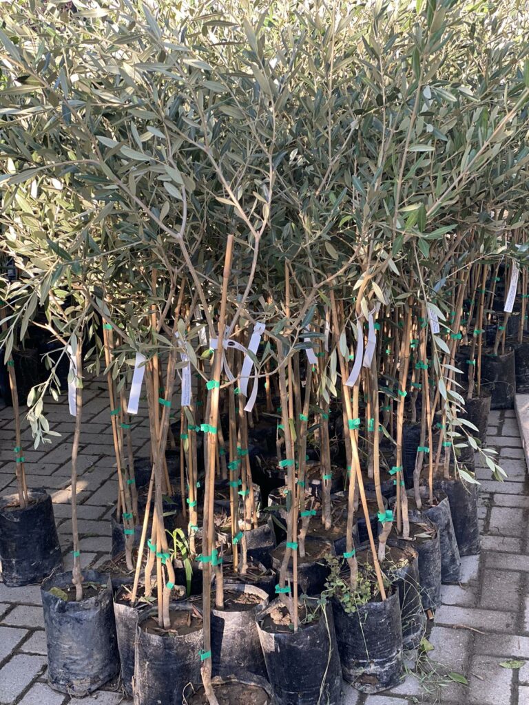 Маслинка Olea Europaea – Korneiki 120cm (Maslina, maslinka ...