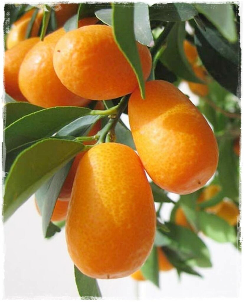 Џуџеста Citrus fortunela Kumquat – ZelenaOaza.net