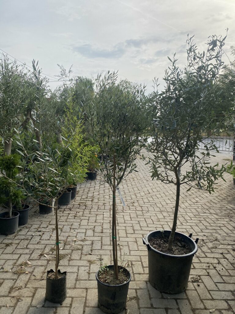 Маслинка Olea Europaea – Korneiki 120cm (Maslina, maslinka ...