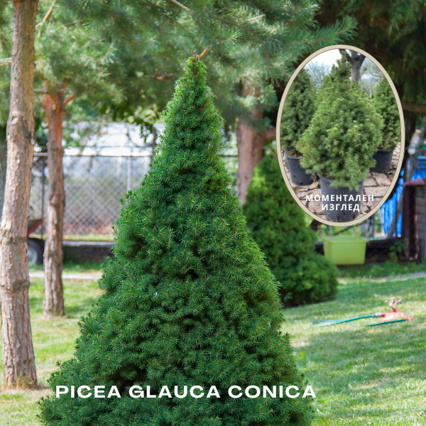 Жива Елка Коника, Živa Elka Konika – Picea Glauca Conica – ZelenaOaza.net