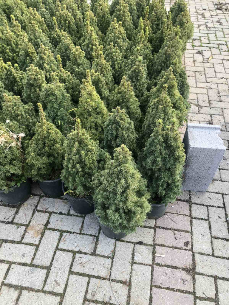 Жива Елка Коника, Živa Elka Konika – Picea Glauca Conica – ZelenaOaza.net