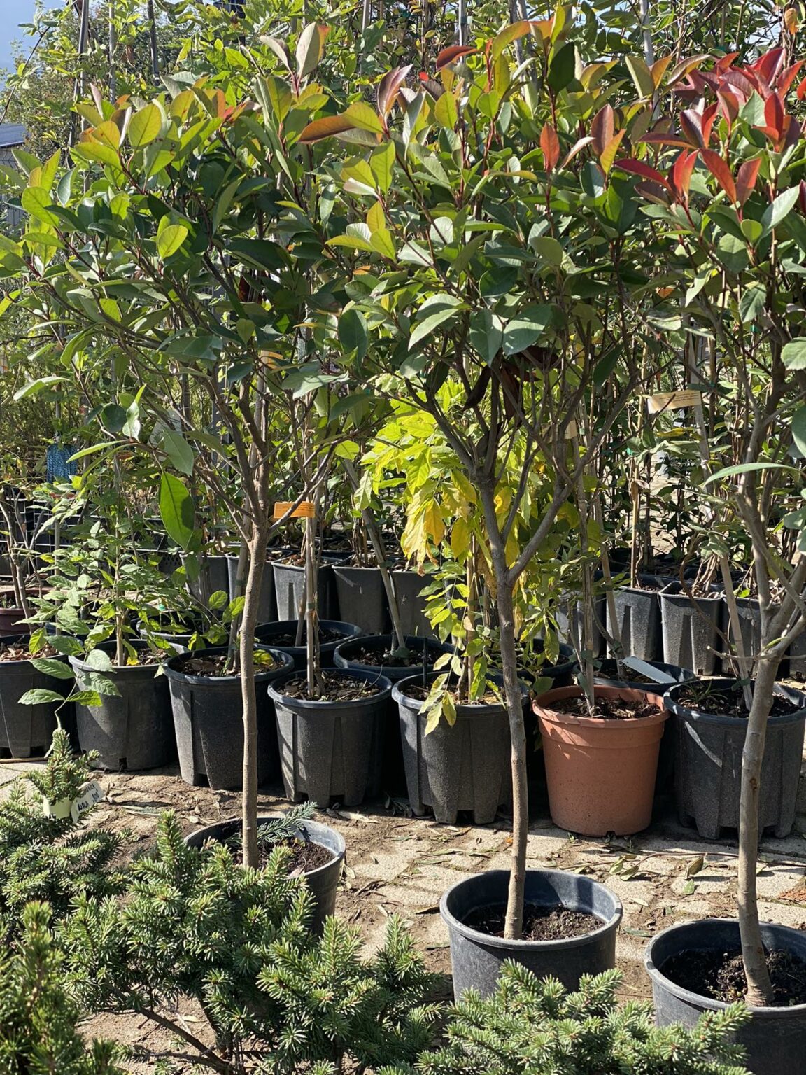 Photinia -на стебло 120см – ZelenaOaza.net