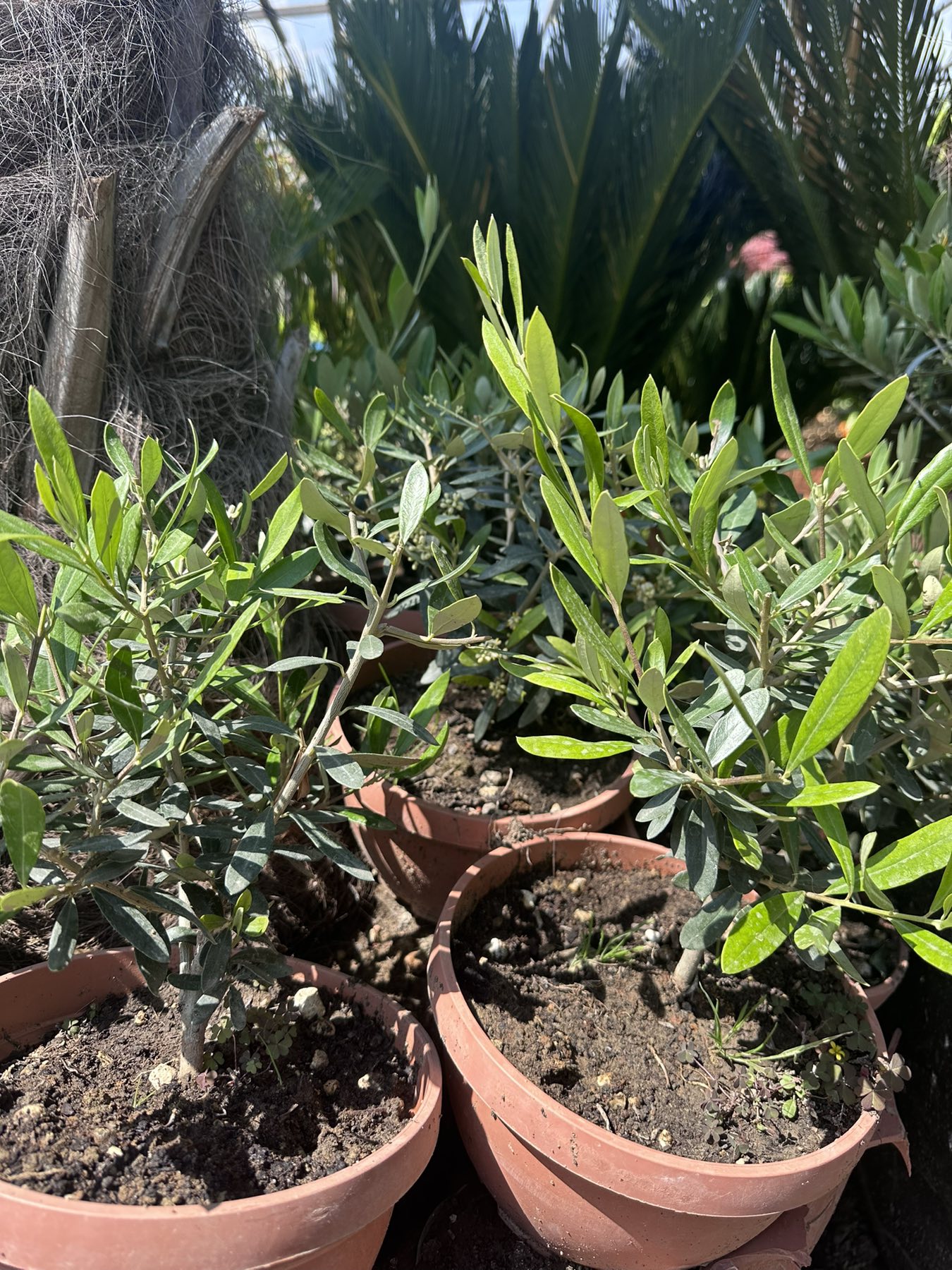 Мини С – Маслина- Olea Europea – ZelenaOaza.net